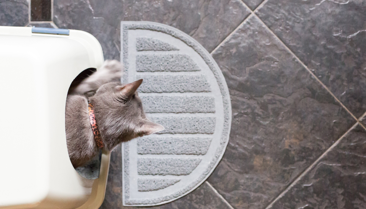 The Ultimate Cat Litter Guide for Savvy Cat Parents – Cat Evolution